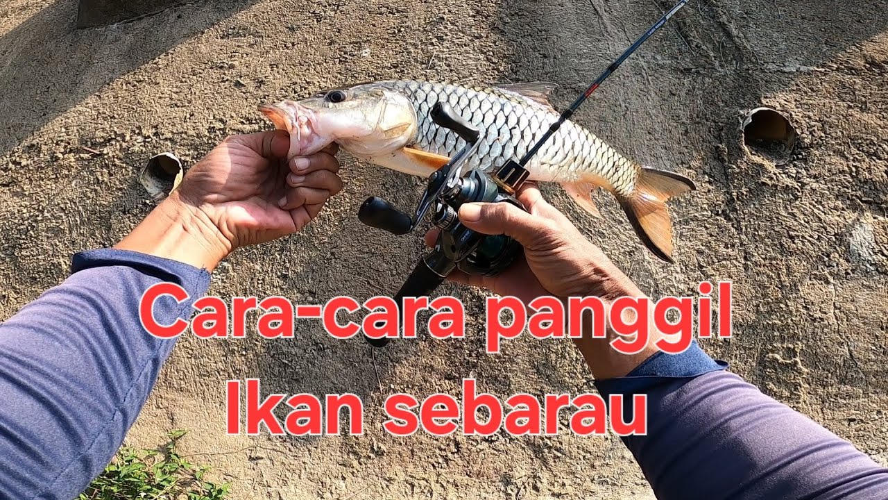 Petua Casting Ikan Sebarau | Cara-cara Panggil Ikan Sebarau - YouTube
