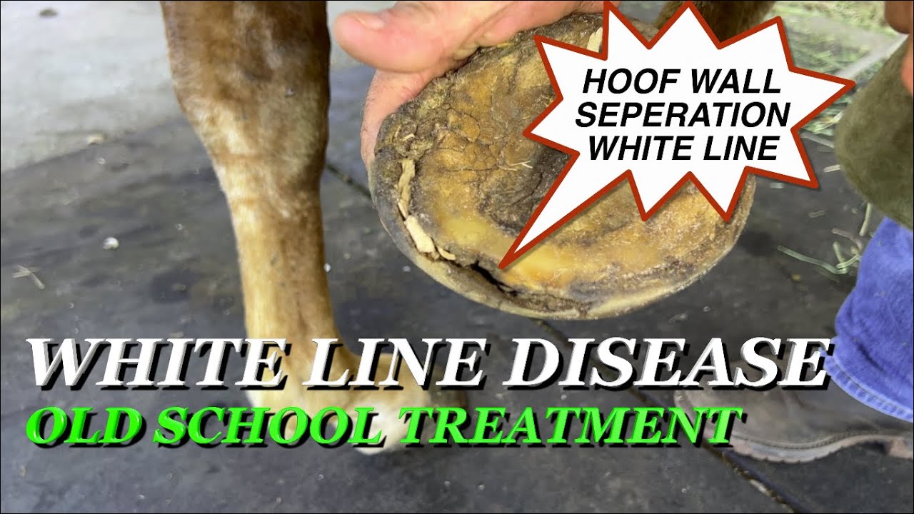 White Line Disease Treatment In Horses
