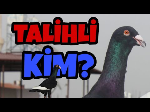 GÜVERCİN ÇEKİLİŞİ YAKINDA. TAVUK ÇEKİLİŞİ SONUÇLANDI
