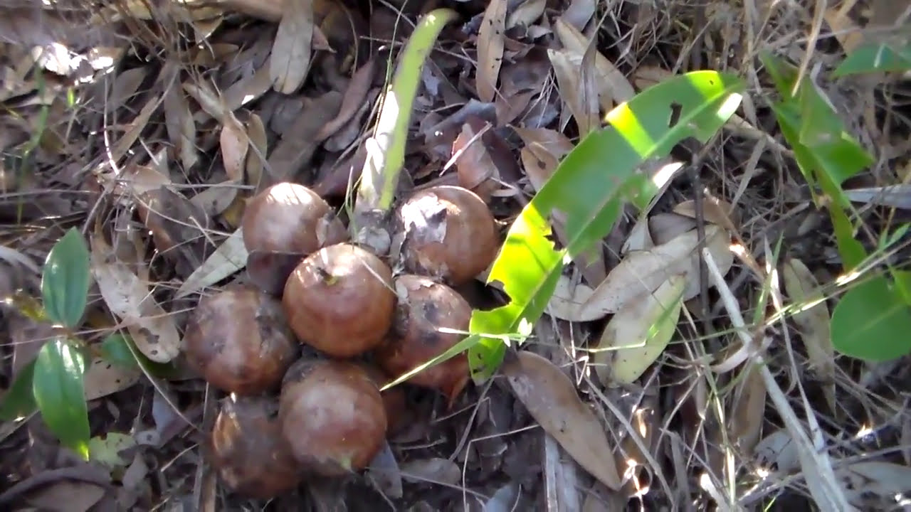 Coco babaçu do Goiás - YouTube