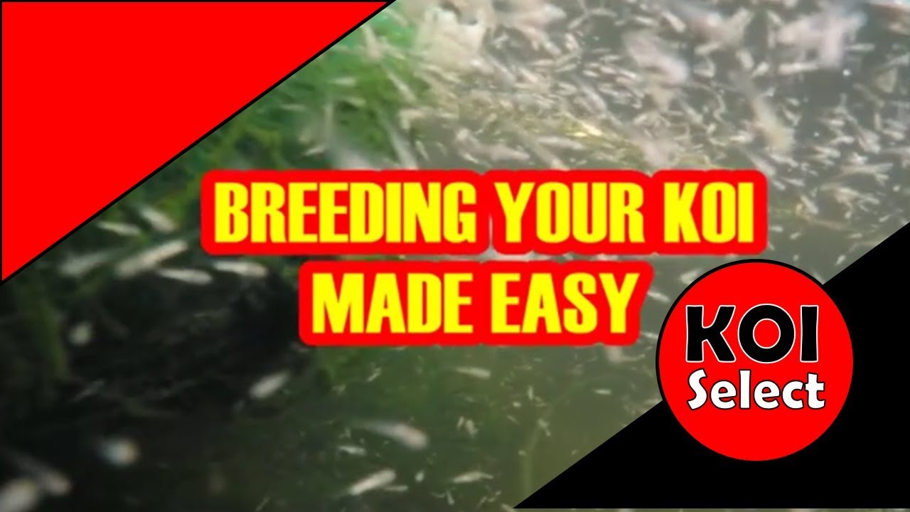Breeding Your Koi Made Easy - YouTube