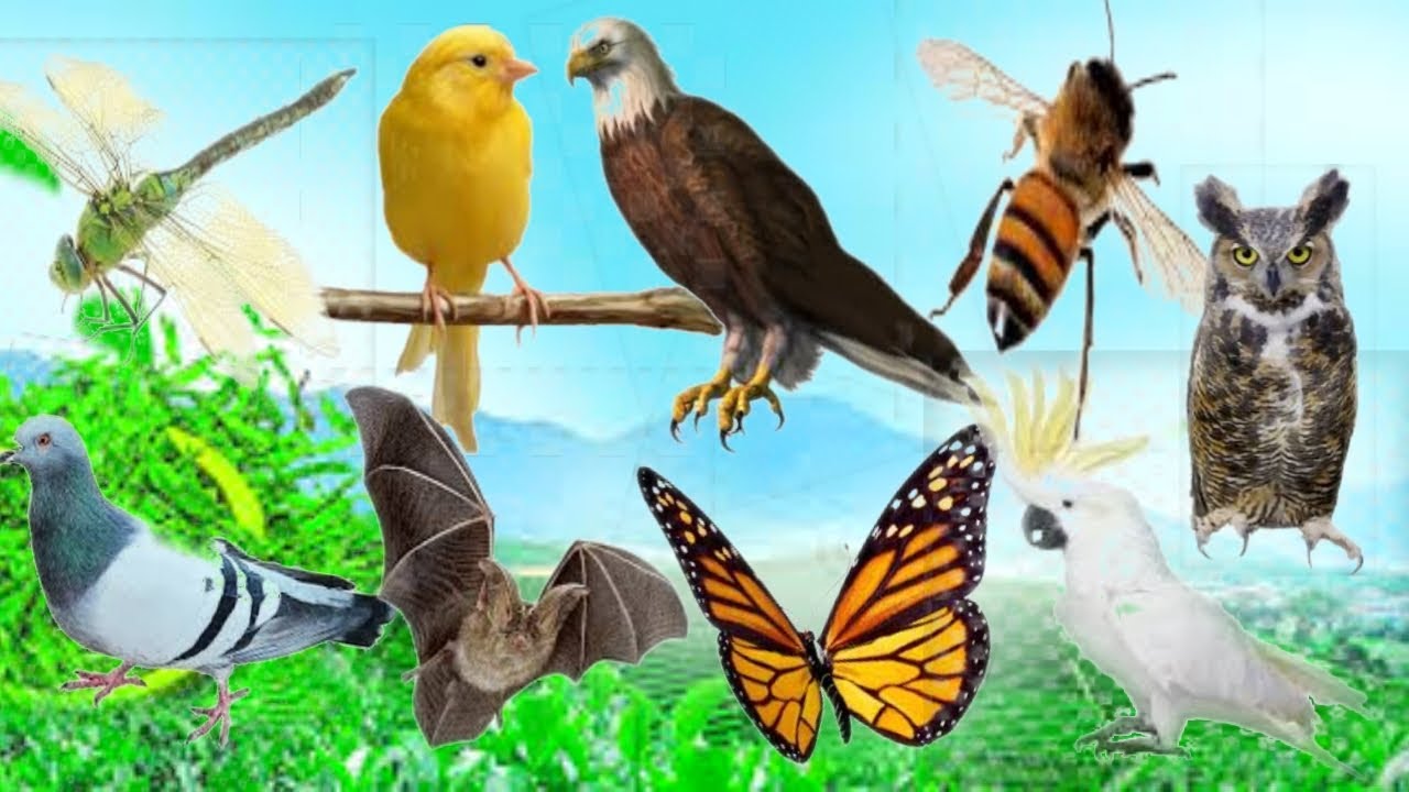 Mengenal dan Belajar beberapa Hewan Udara - | elang, capung, merpati ...