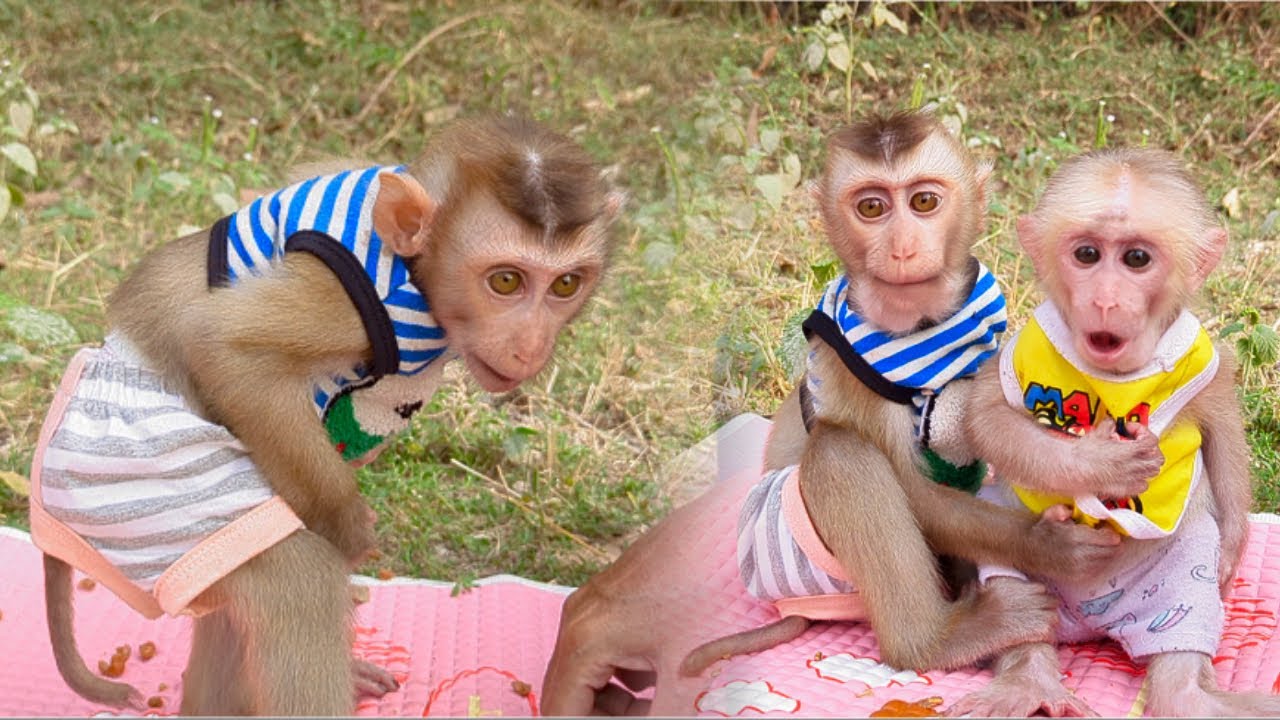Mummy bring Bryyan and Icy to eat yummy fruit outside home at the field ...