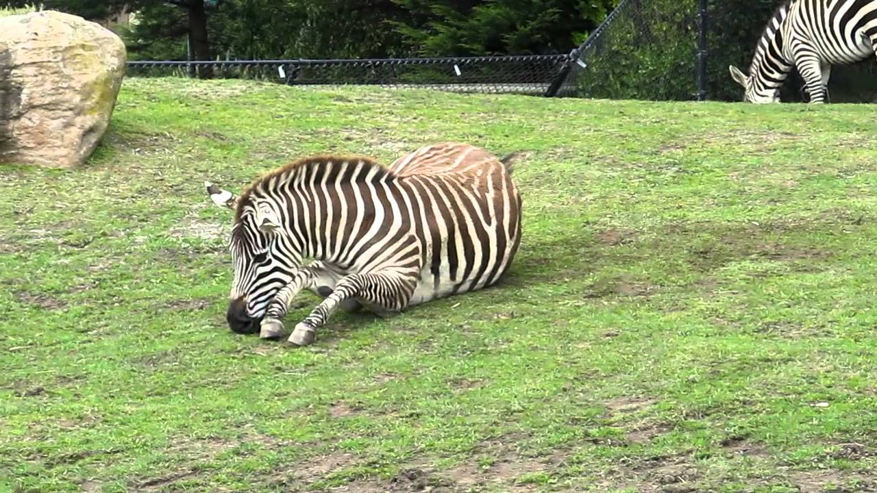 Zebra yawning at the San Francisco Zoo - YouTube