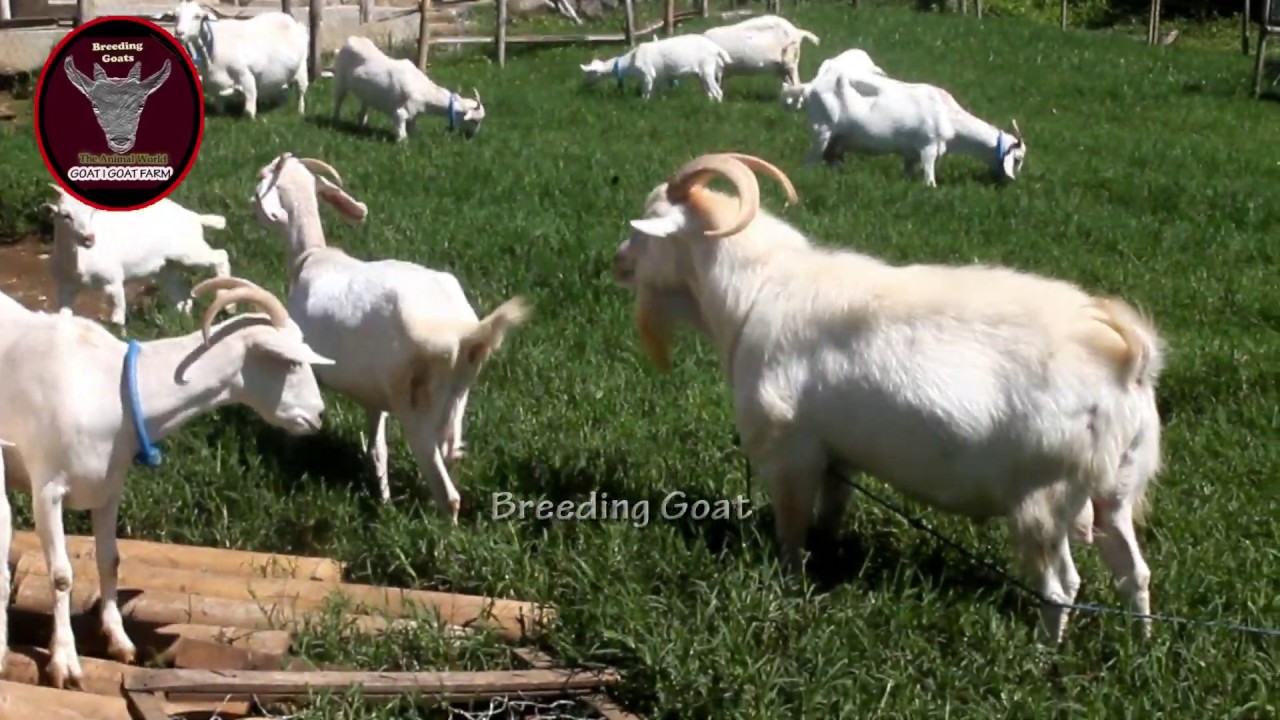 Morning sun utilization for goat health - YouTube