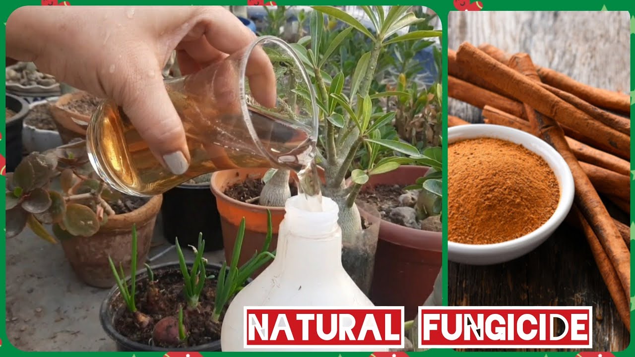 NATURAL ORGANIC FUNGICIDE - YouTube