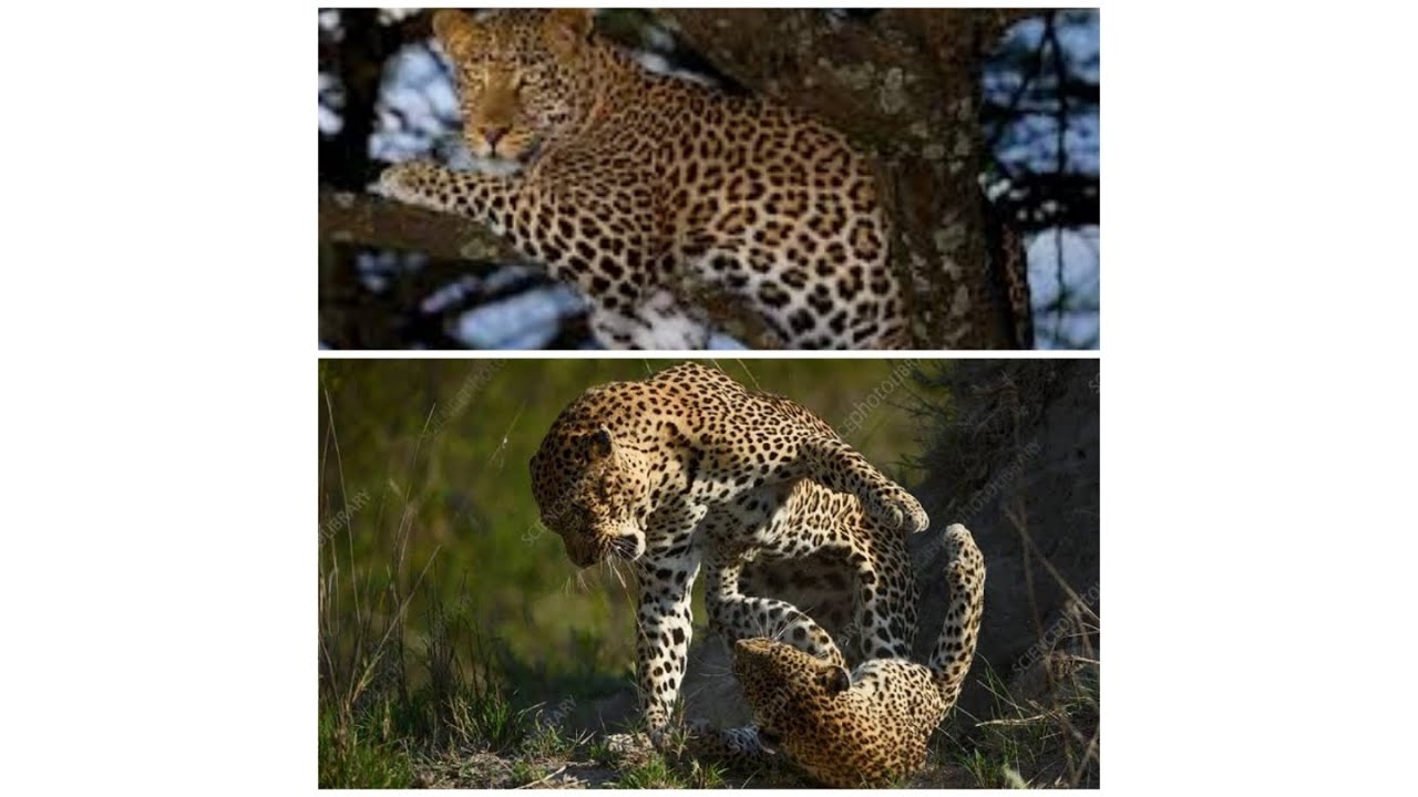 leopard falls down jumping on tree branch attack brother Punch ...