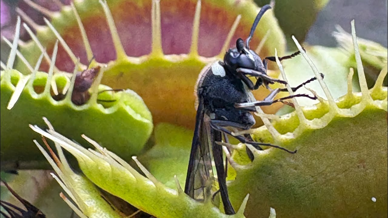 Drosera capensis eating fly Timelapse - YouTube