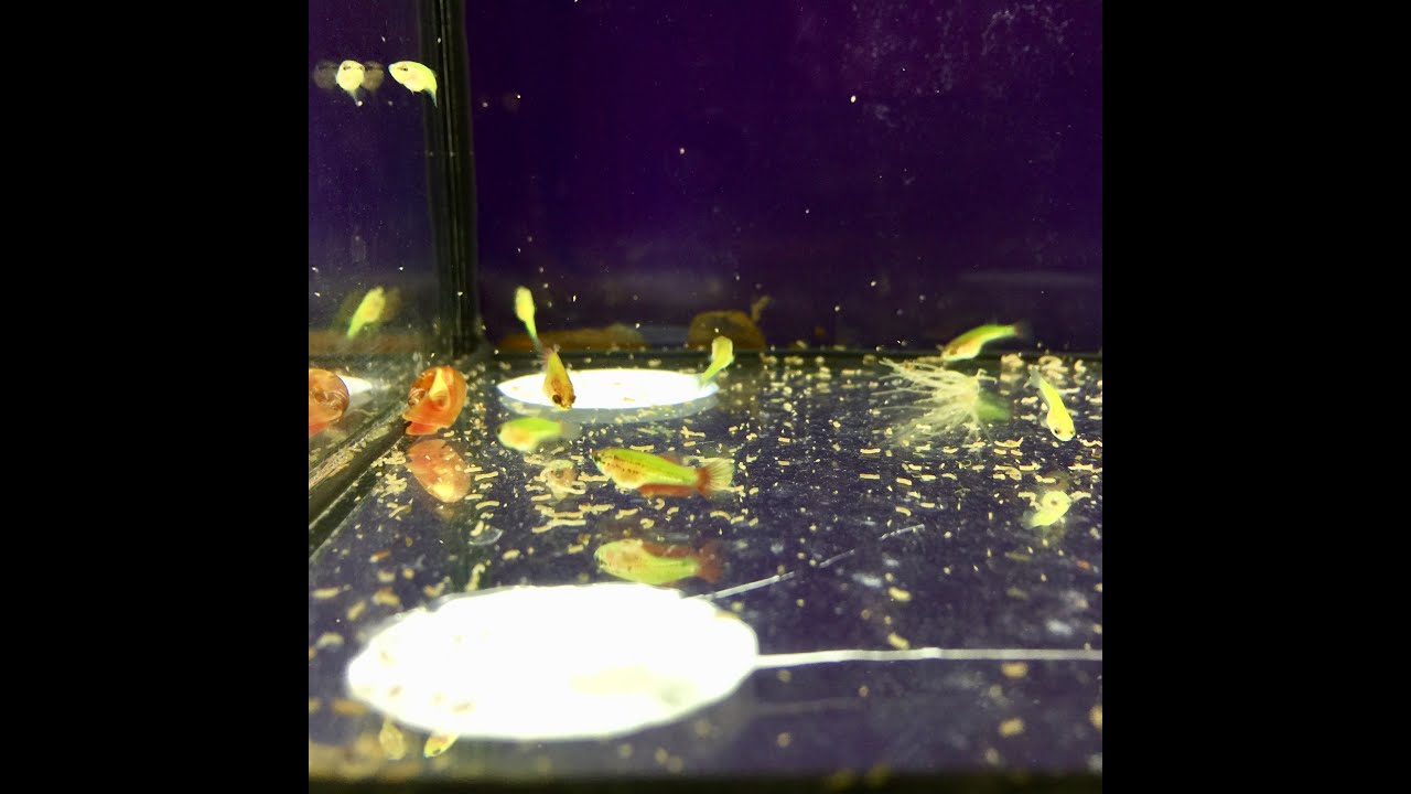 GLO BETTA FEEDING ON BABY BRINE SHRIMP (BBS) - YouTube