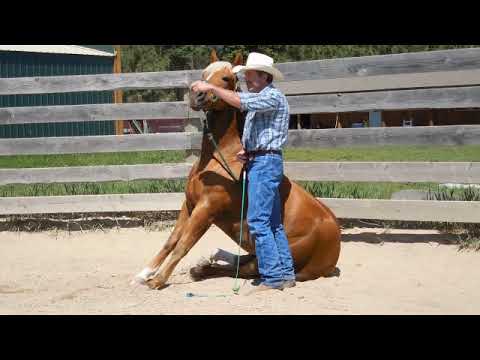 Mark McKinnon Horsemanship - Intro to Tricks - YouTube