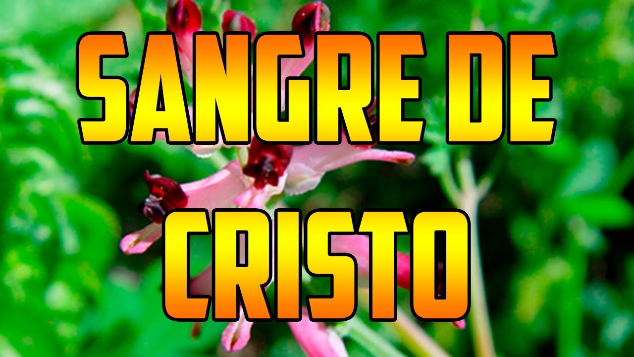 Sangre De Cristo Benefits Fumaria Officinalis 🌿¿para Que Sirve Usos 1511