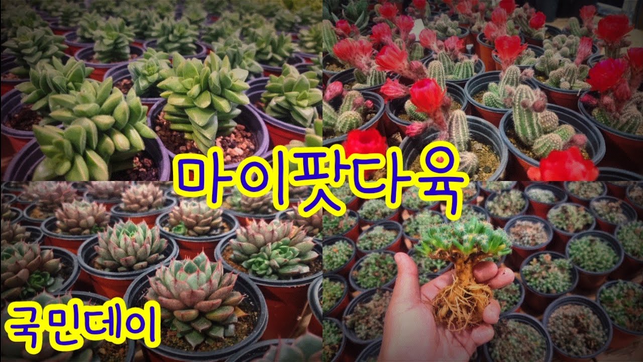 주말에도 계속되는 마이팟다육 국민데이와 함께해요 늘 행복한 하루 되세요 음성다육 충북다육 국민다육 다육농장 2000