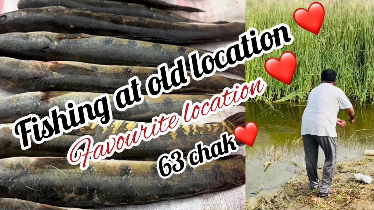 Catching almost 40 snake heads at 63 chak khairpur|Asif Nazeef Choudhry ...