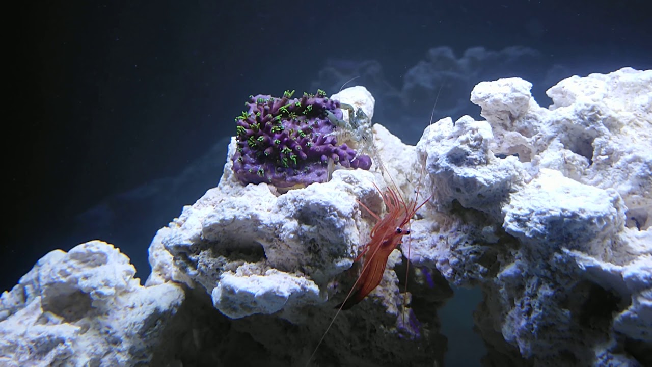 Emerald Crab and Peppermint Shrimp - YouTube