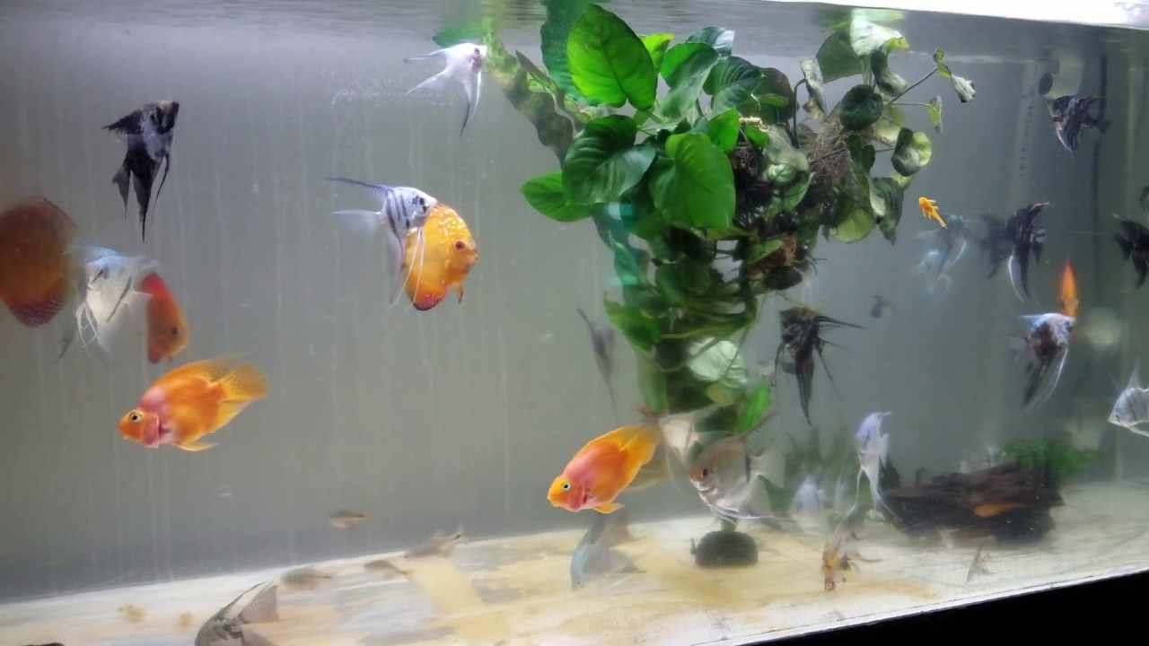 Anubias floating patch of plants....Pinoy Blue Angelfish and friends ...