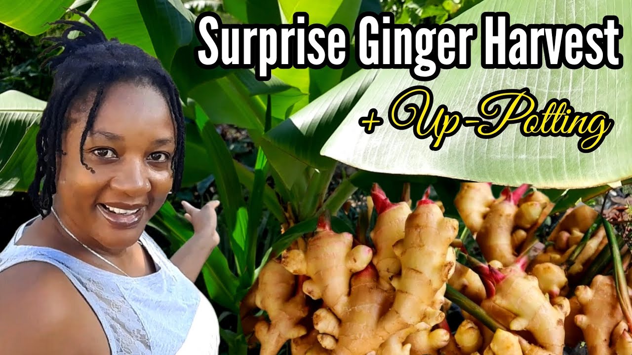 Surprise Ginger Harvest 🫚 + How to Grow Ginger in a Container - YouTube