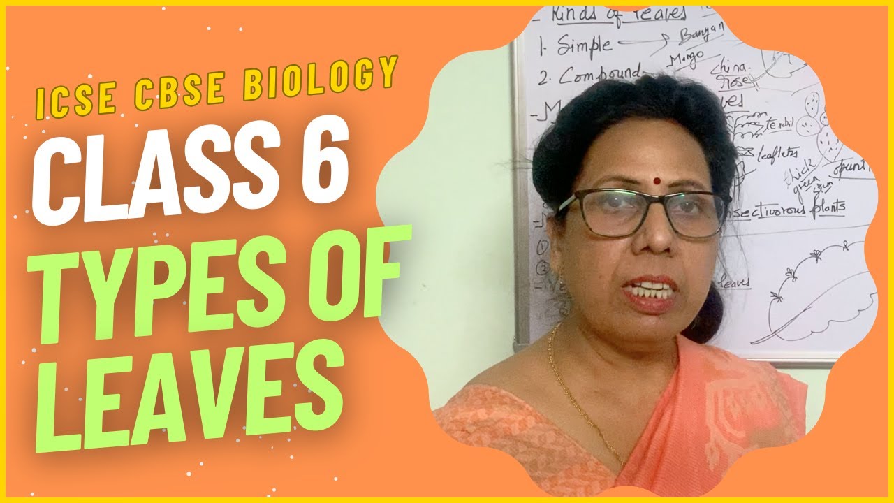 Types of Leaves - THE LEAF || ICSE || Biology || Class 6 - YouTube