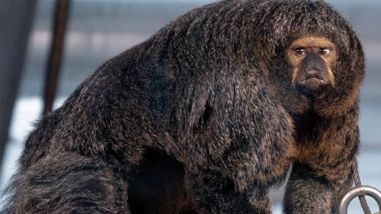 This Insanely Jacked Monkey Will Steal Your Waman - YouTube