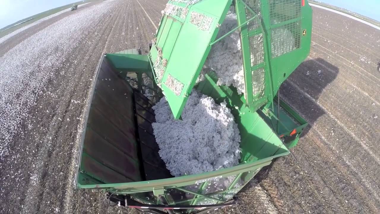 2014 tractor pulling and cotton harvest - YouTube