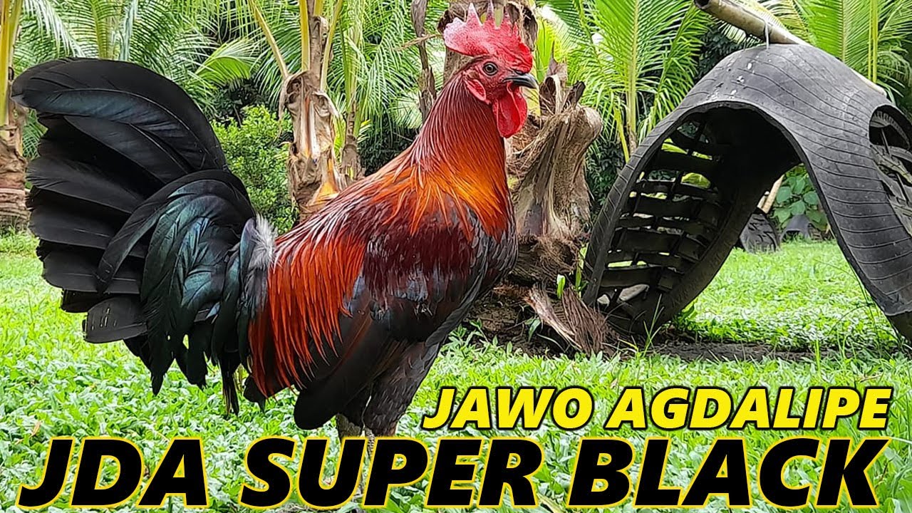 JDA Super Black Raptor Sweater - JDA FARM Beautiful Birds - YouTube