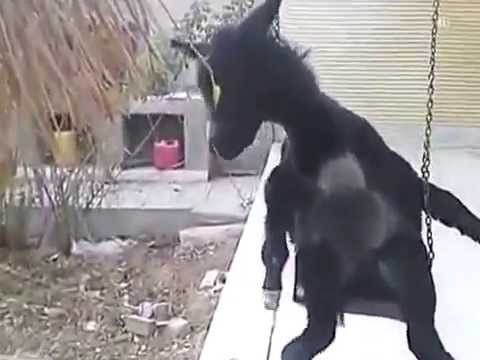 XEYALLARDA  UCAN ESSEK