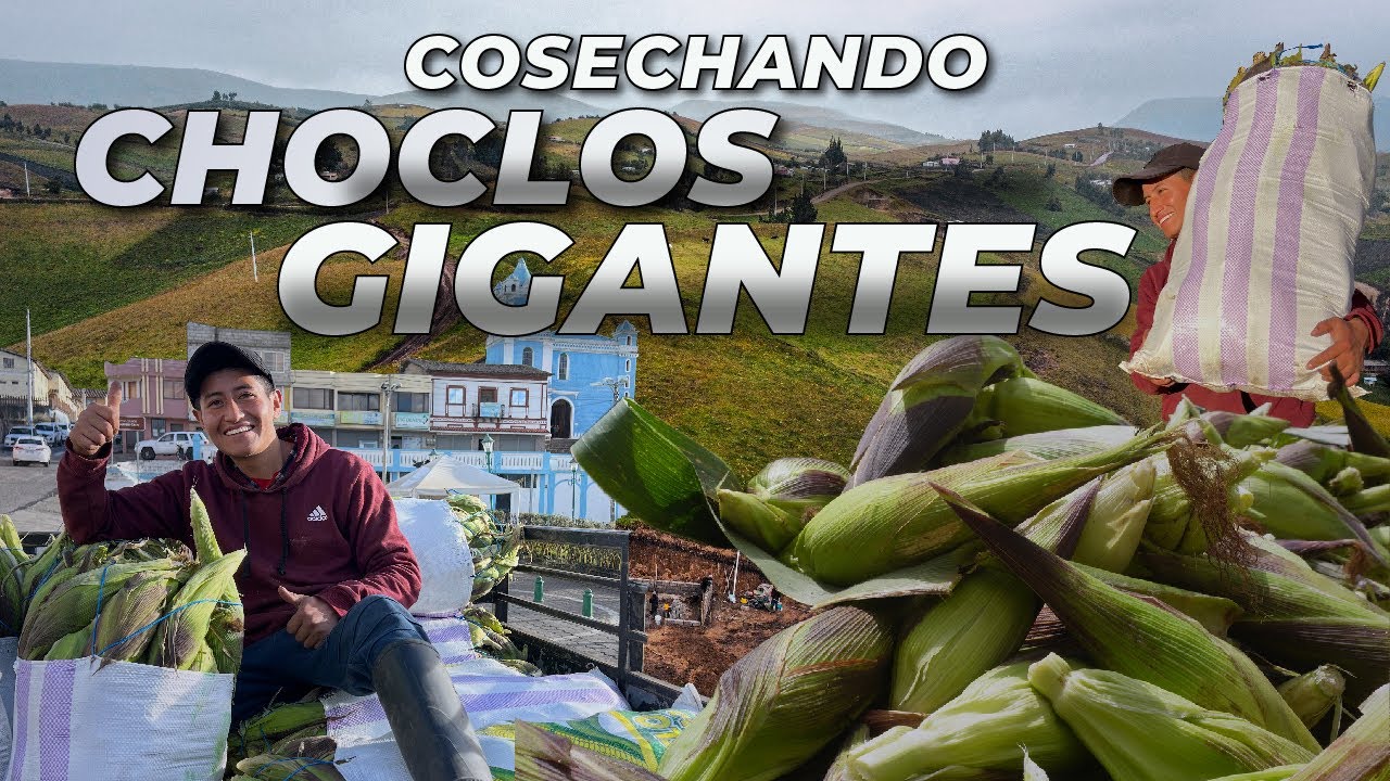 VENDIENDO CHOCLOS A MIS SEGUIDORES (Cultivados en el Páramo) | Edii Luu - YouTube