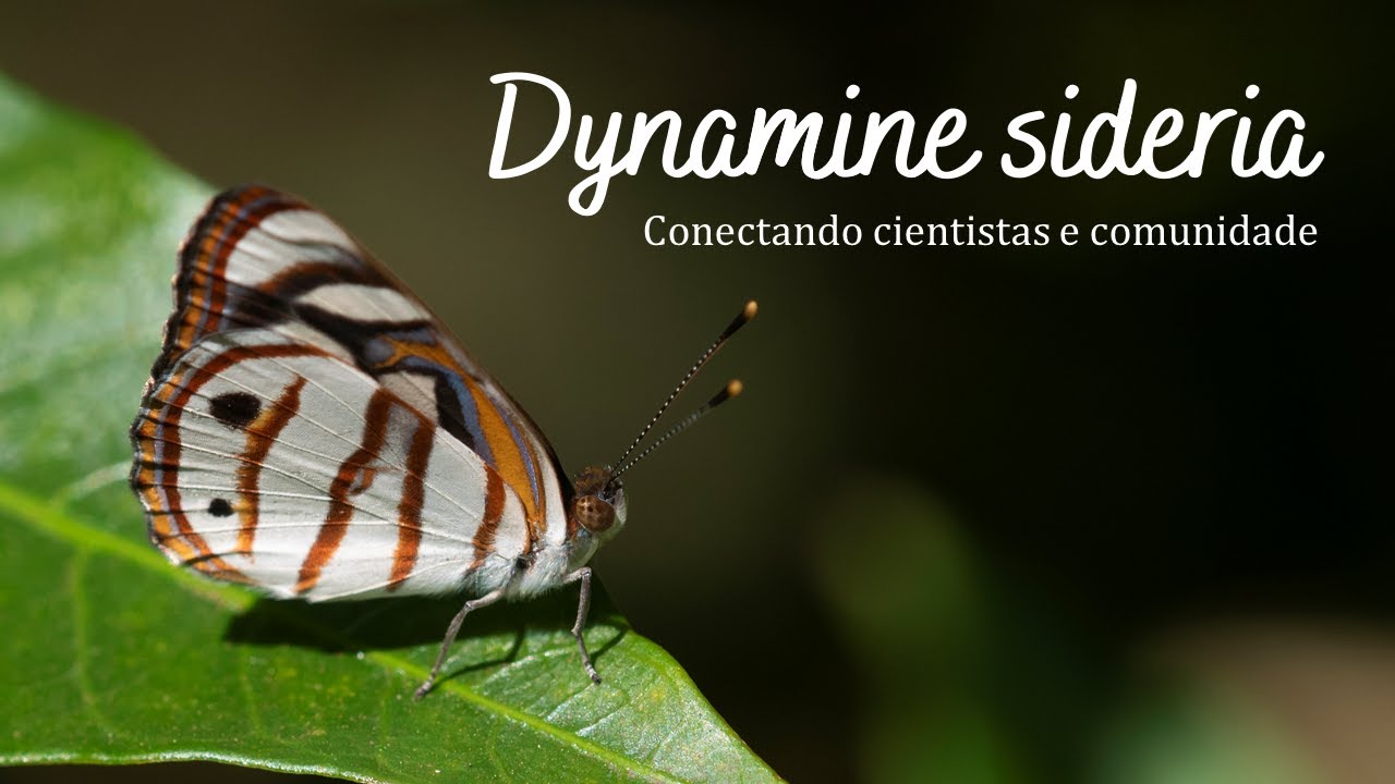 A borboleta Dynamine sideria - Conectando cientistas e comunidade - YouTube