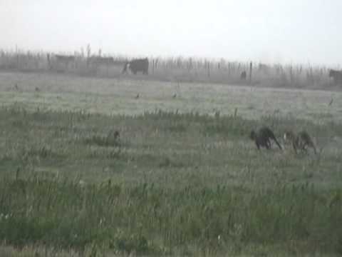 cazando liebres con galgos - YouTube