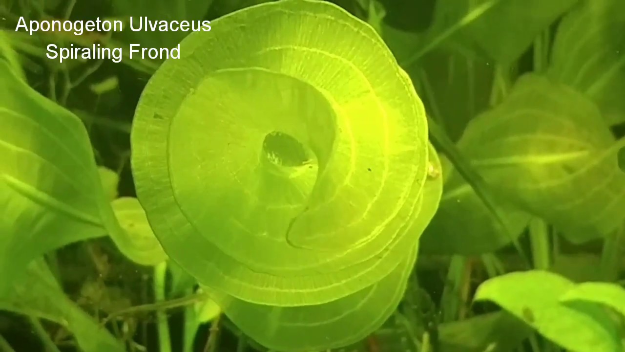 10/21/17 Walstad Method Planted Tank TWO Month Update Low Tech No CO2 ...