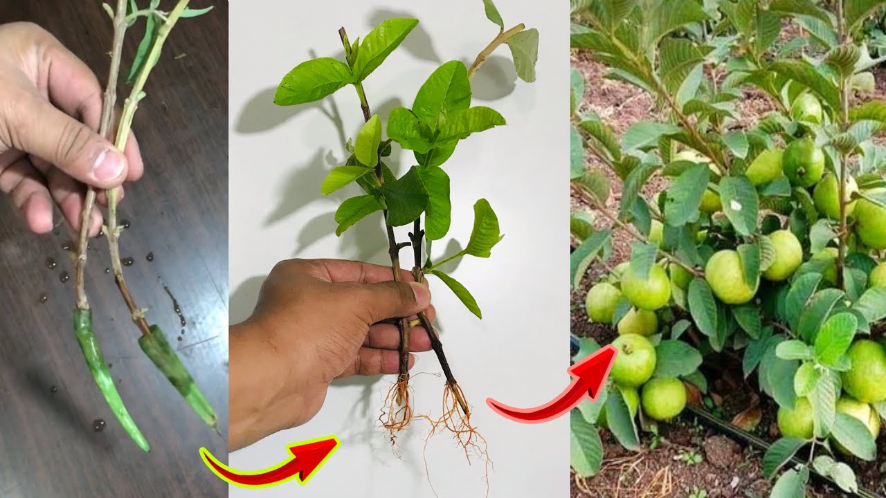 How To Grow Guava Tree Cutting Very Unique Techniques Using Natural ...