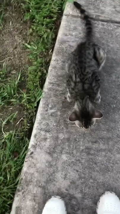 Cat part 2 - YouTube