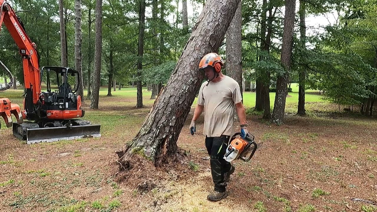 I don't see how these trees were still standing | cutting dangerous ...
