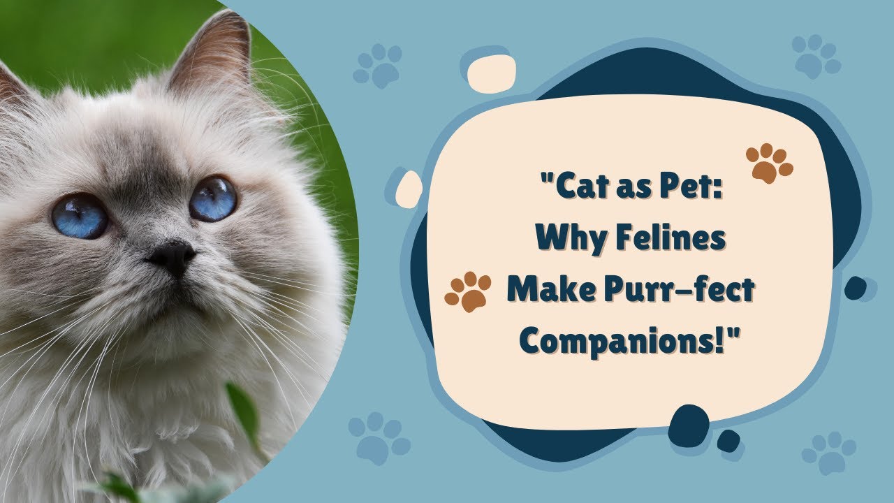 "Cat as Pet: Why Felines Make Purr-fect Companions!" - YouTube