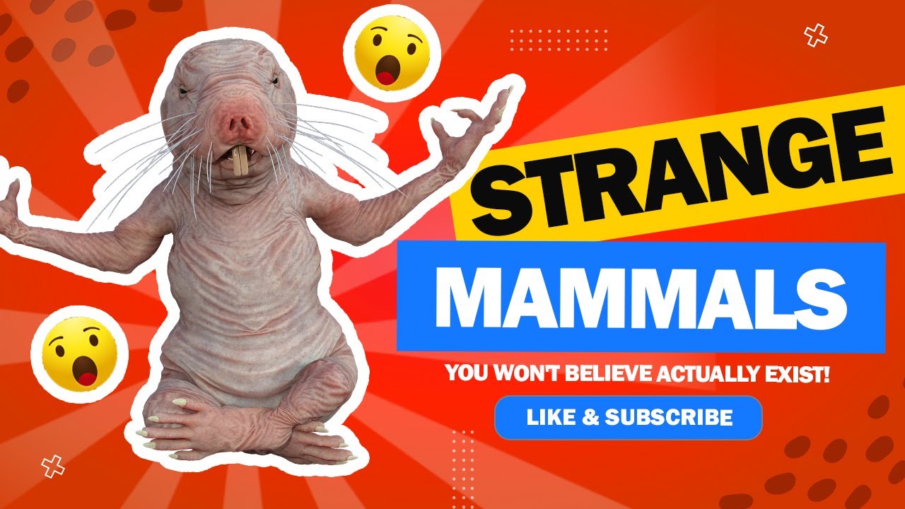 15 RARE and STRANGE Mammals You Won't BELIEVE Exist! | BEYOND ...
