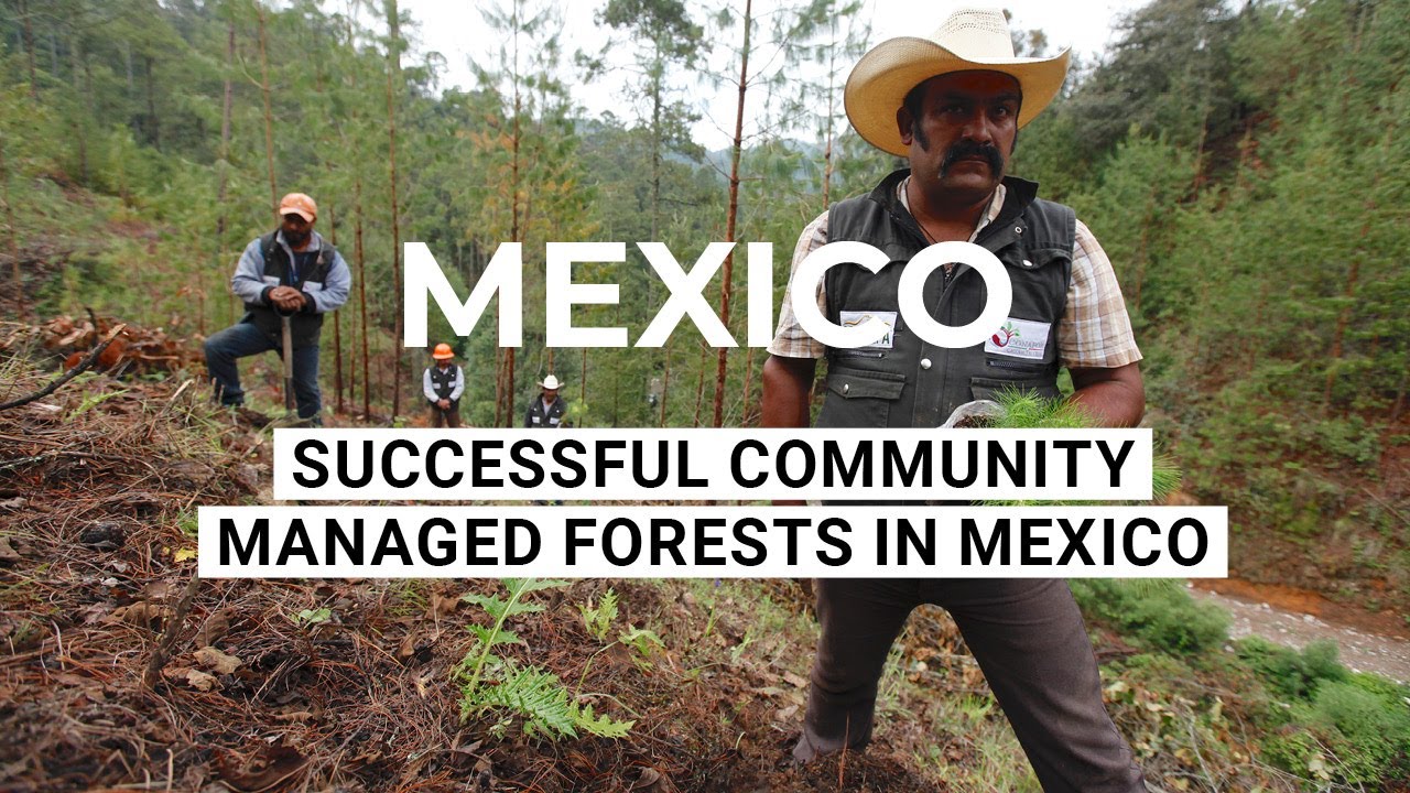Ejidos - Successful Community Managed Forests in Mexico - Mexico - YouTube