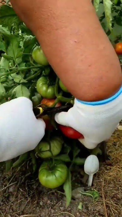 Этот сорт помидоров сажаем каждый год 🌤Самые вкусные и мясистые 🍅🍅🍅 # ...
