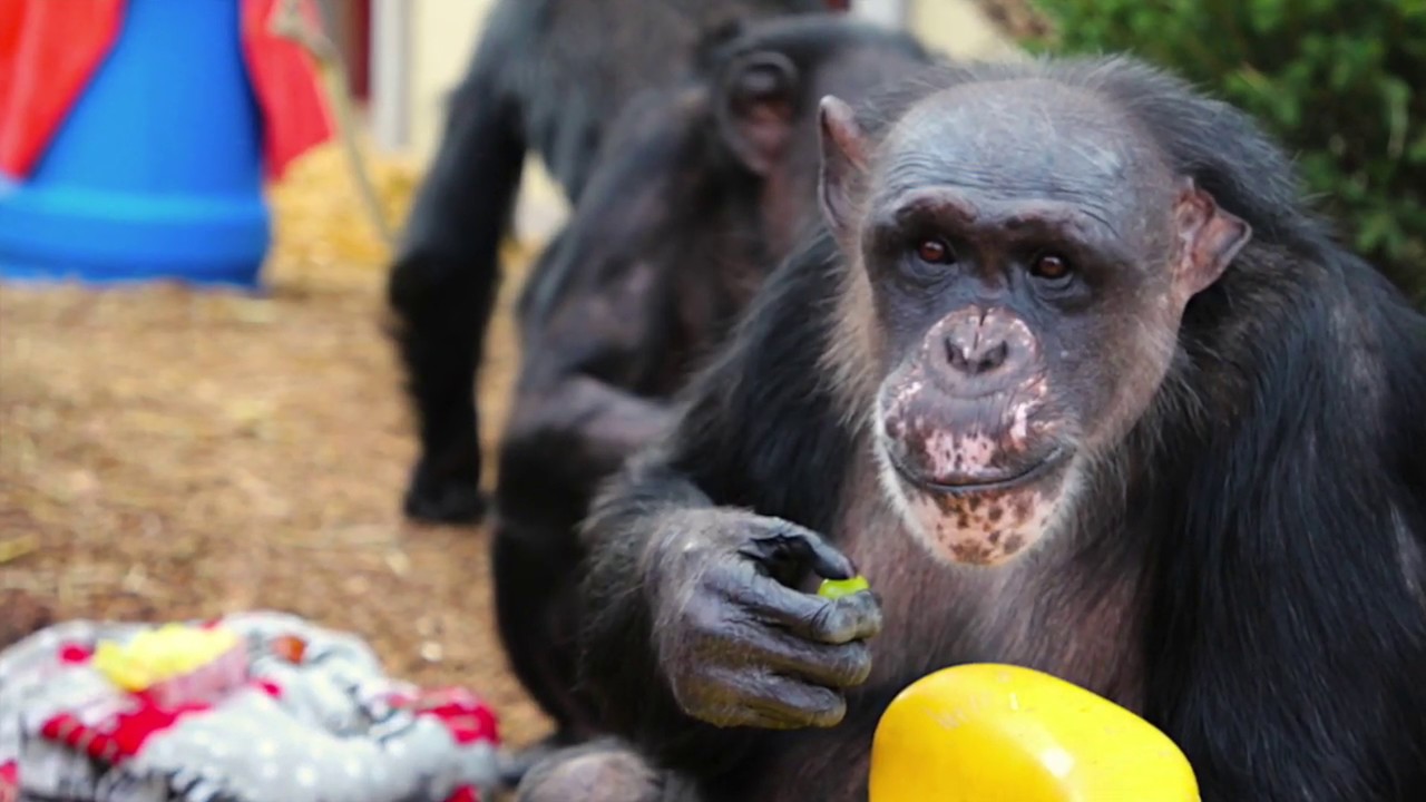 A Chimp Guide to Shelter in Place - YouTube