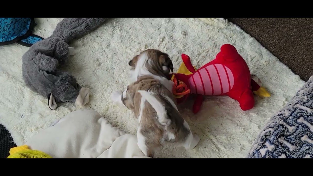 Solomon & The Red Dragon - YouTube