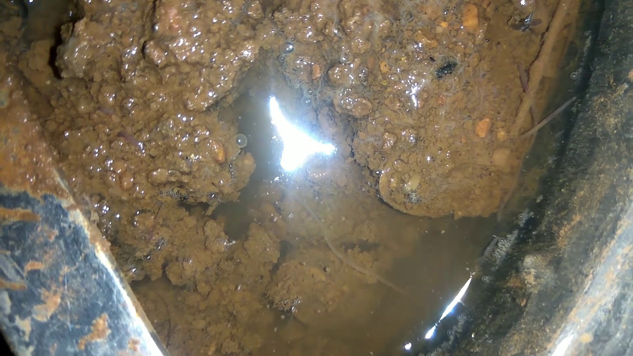 Indian EARTHWORMS - YouTube