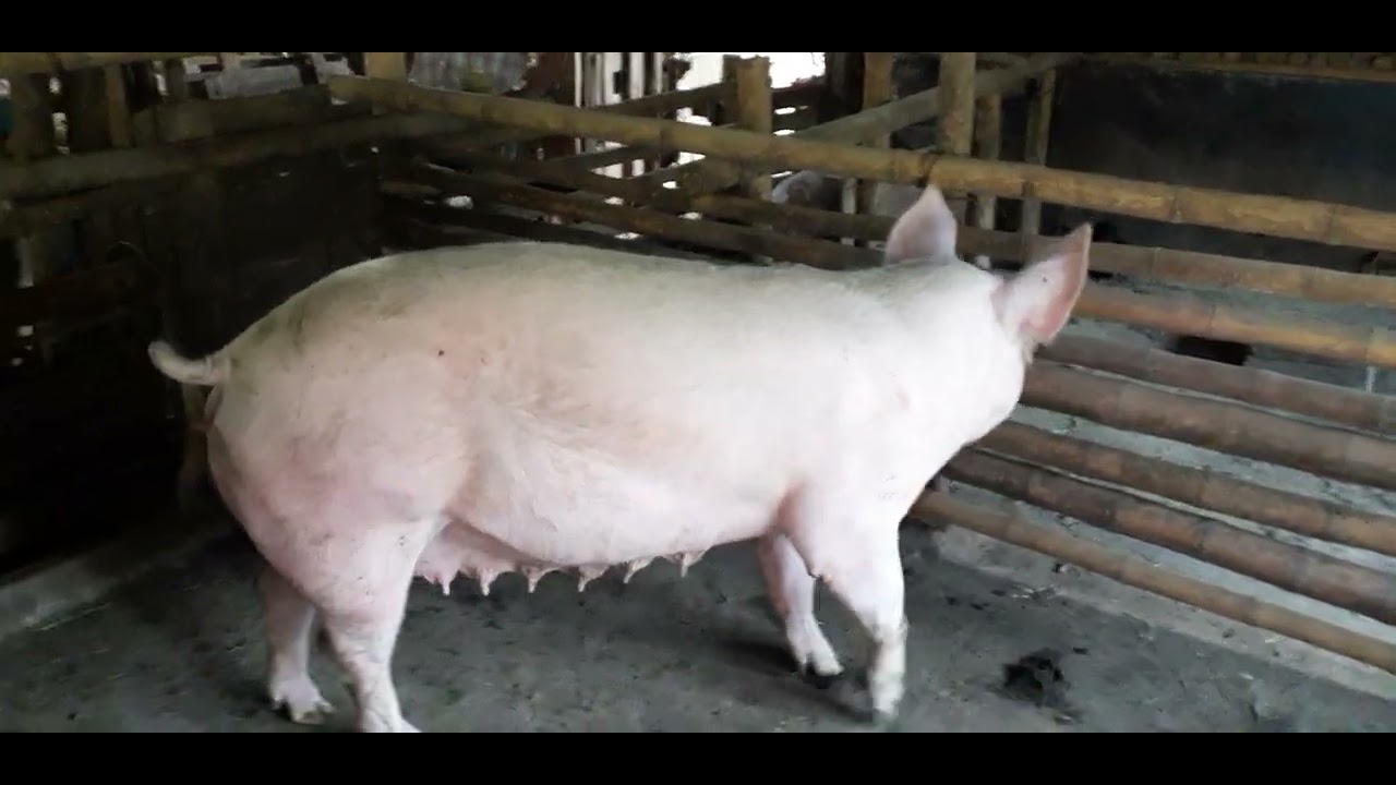 CERDA EN GESTACION DE RAZA LANDRACE PADRE X. LARGE WHITE MADRE ...