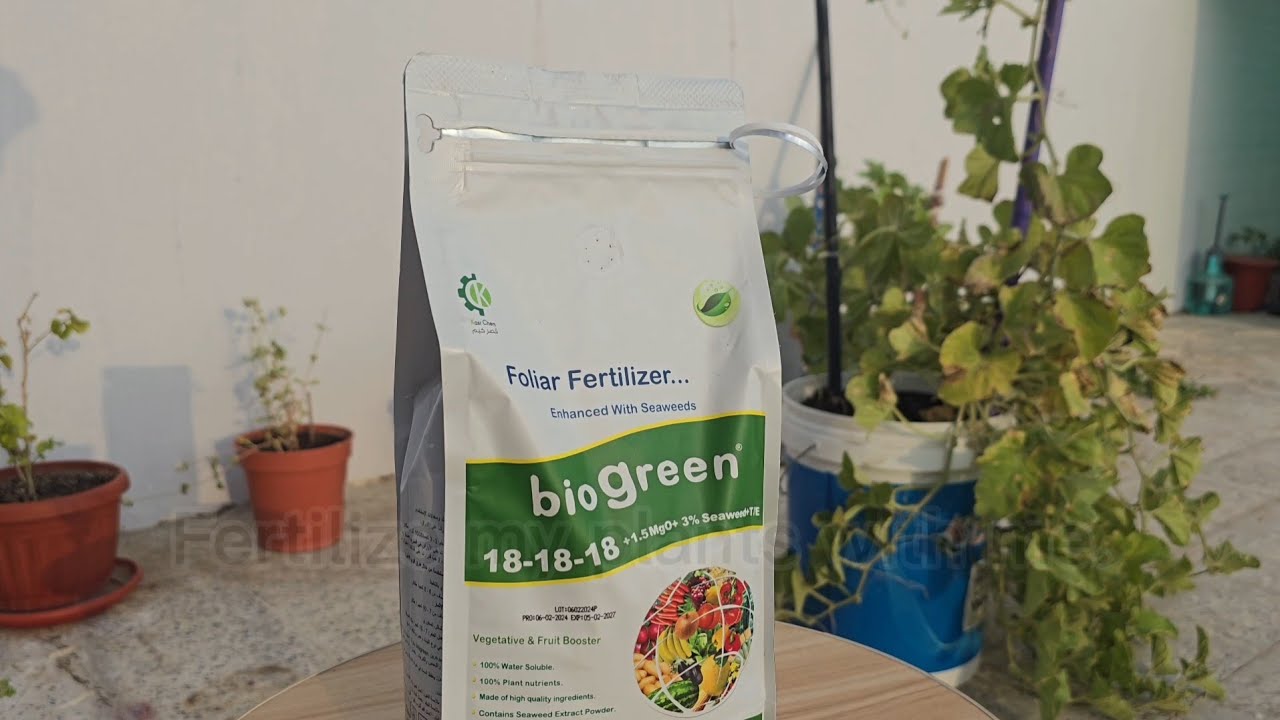 Giving Foliac fertilizer to my home plants | Fertilizing my plants ...