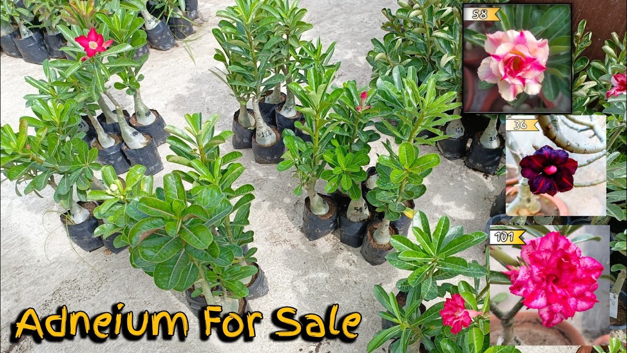 Wholesale And Retail Adenium Nursery In Kolkata | 📞6294406973 - YouTube