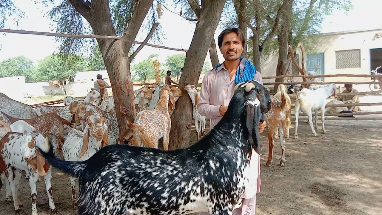 Qurbani 2023|Makhi cheene khassi bakre | Makhi cheene khassi bakro ki ...