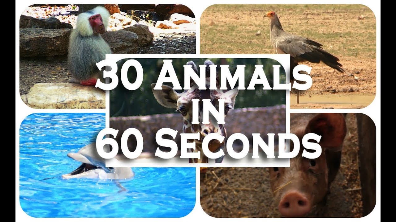 30 Animals In 60 Seconds - YouTube