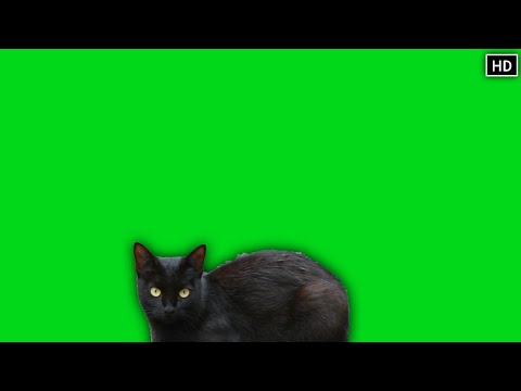 black cat green screen Effect hd | Chroma key effect | Crazy Editor ...