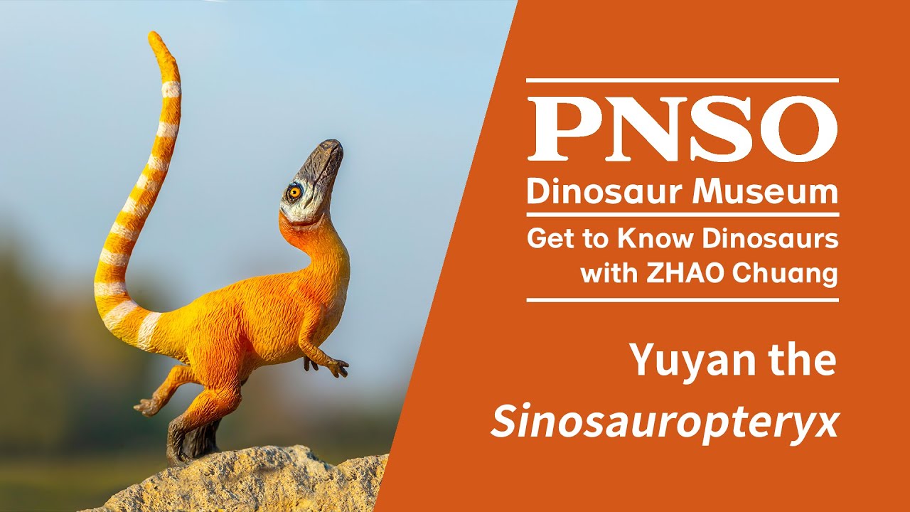 039 Yuyan the Sinosauropteryx | Get to Know Dinosaurs with ZHAO Chuang - YouTube
