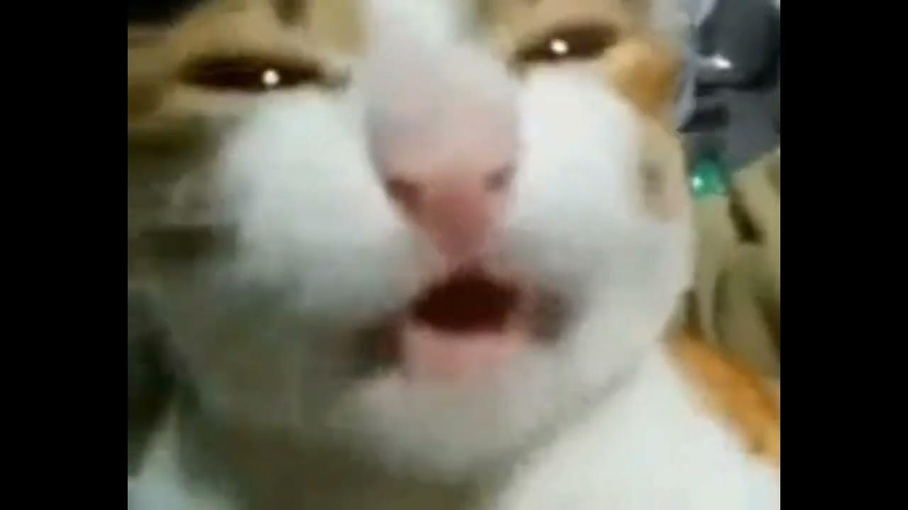 Donde Dice Esa Mmda P1nche Viejo Bab0so Version Gato Youtube