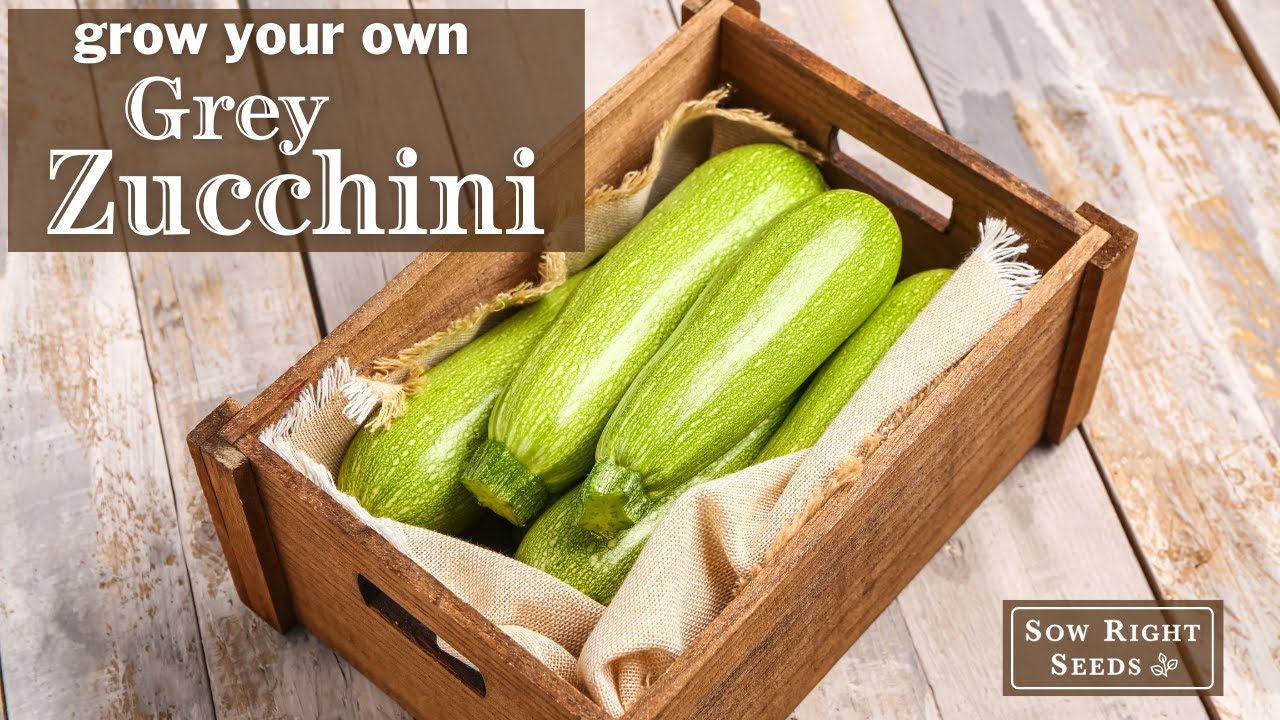 Sow Right Seeds | Grey Zucchini - YouTube