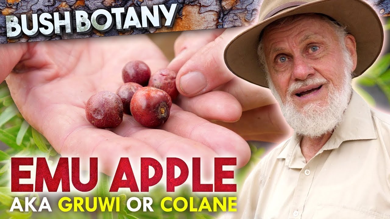 A Fruit of Many Names: Emu Apple (Gruwi, Colane) - Bush Botany ...