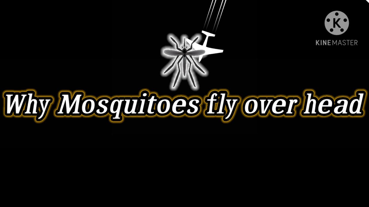 WHY MOSQUITOES FLY OVER HEAD || MOSQUITO FACTS - YouTube